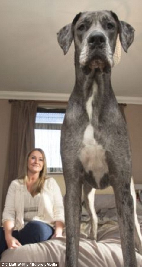 Freddy Great Dane