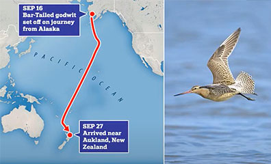 “Jet fighter” bird sets record for longest nonstop flight