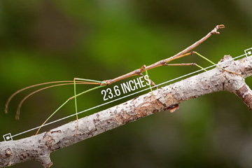 5 megabugs that may haunt your dreams