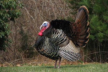 Three record-breaking Thanksgiving eats